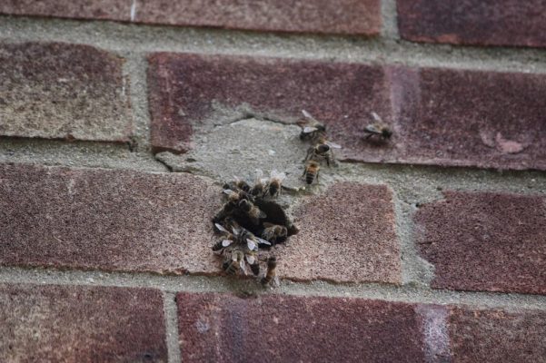 The 3 Stages of Swarming – Beeswarm